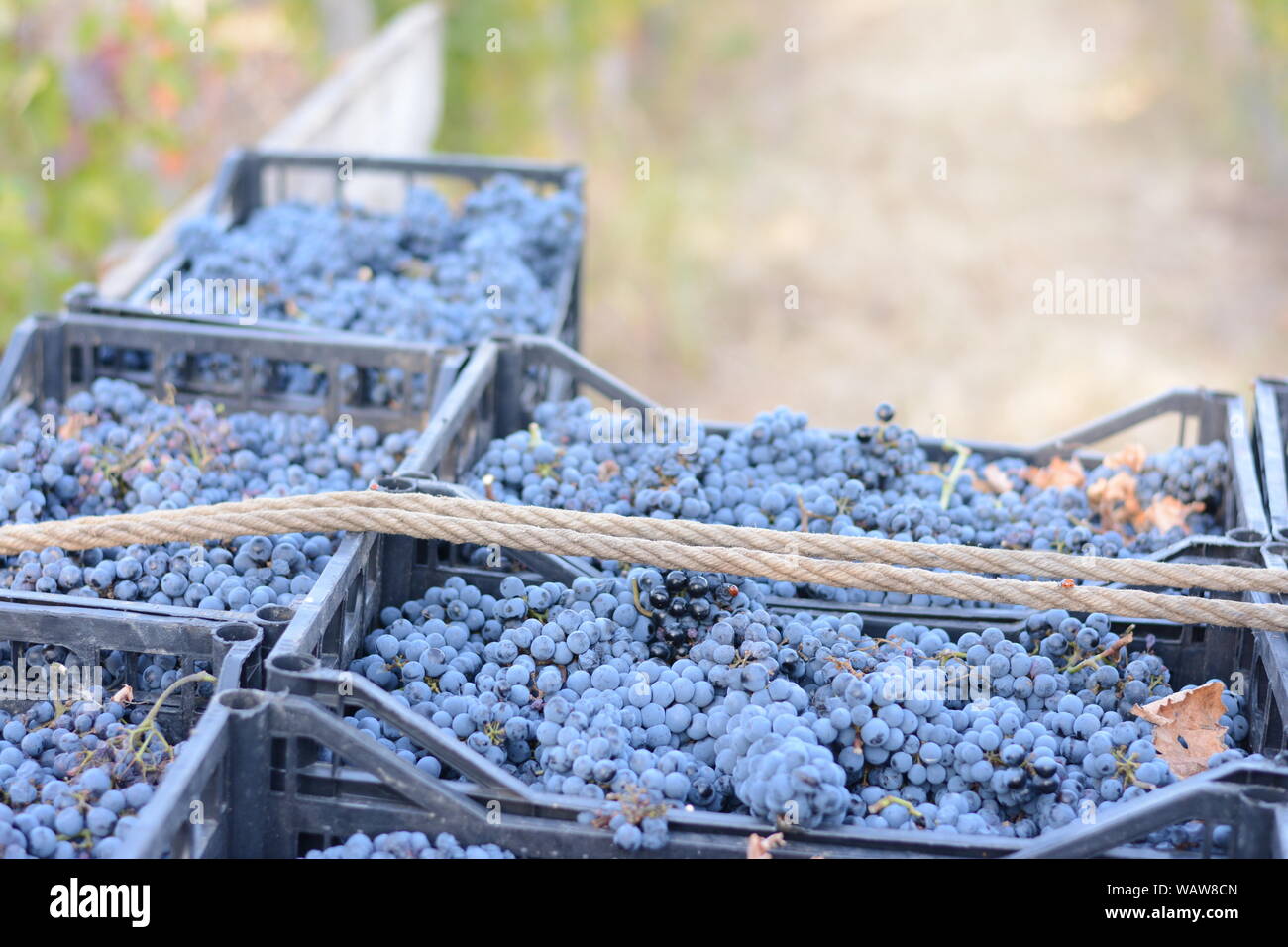 grape harvest on october Stock Photo - Alamy