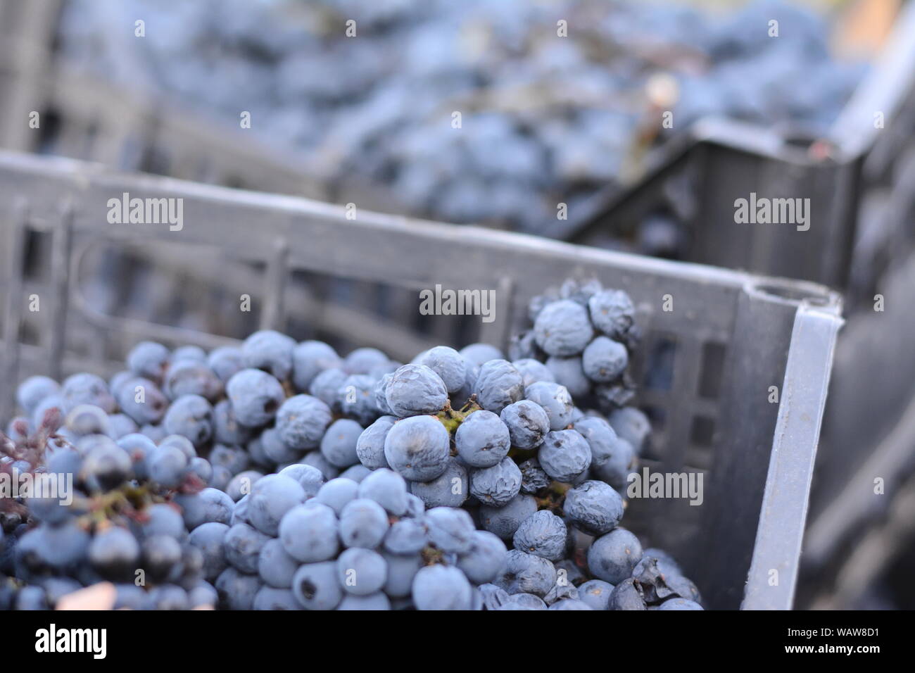 grape harvest on october Stock Photo - Alamy