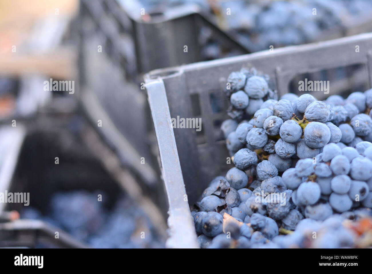 grape harvest on october Stock Photo - Alamy