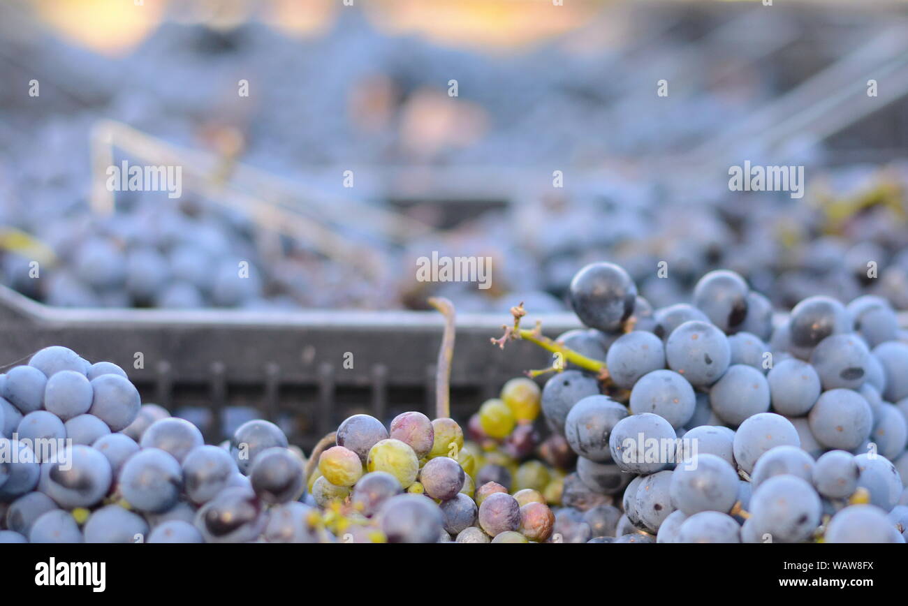 grape harvest on october Stock Photo - Alamy