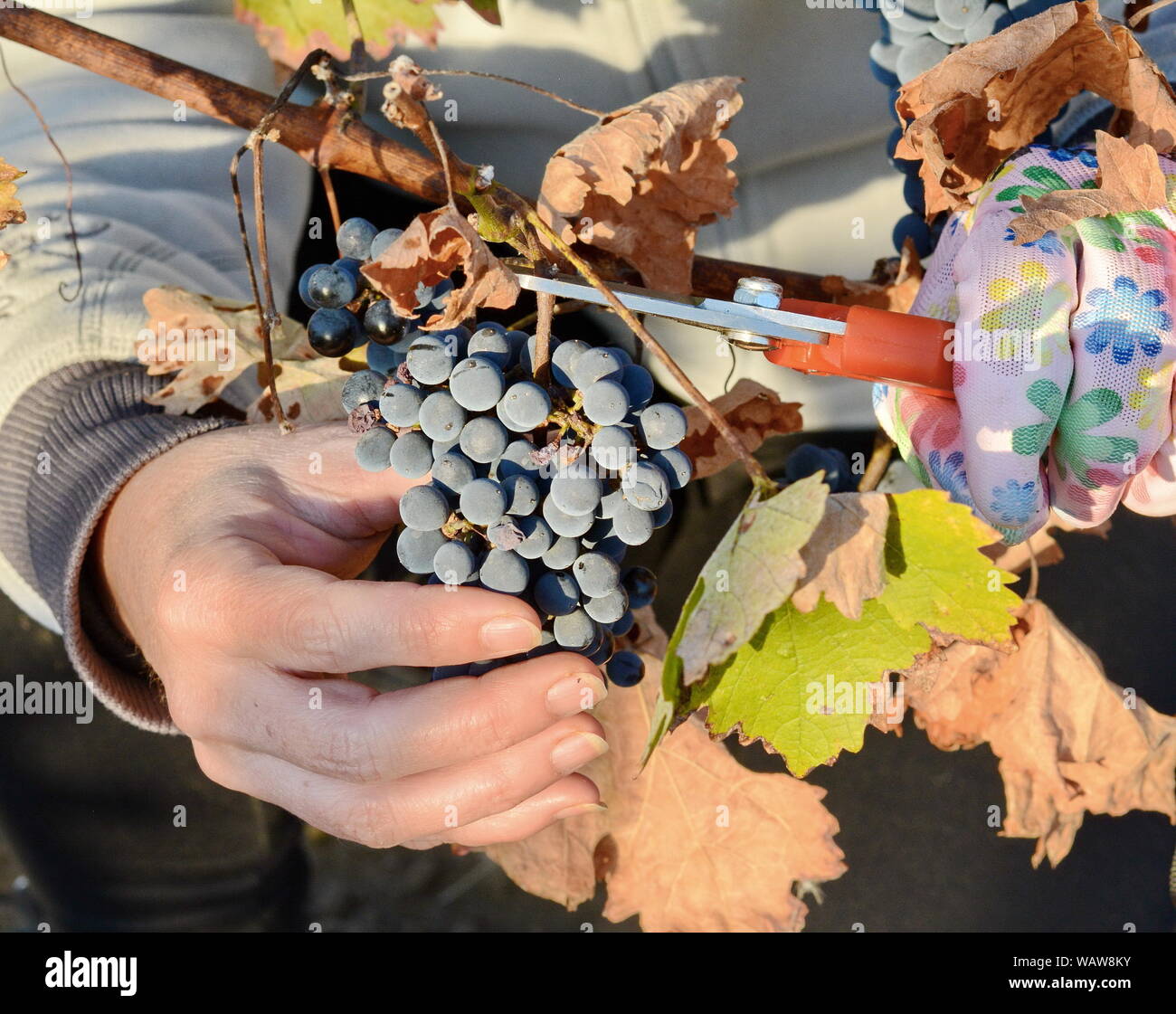 grape harvest on october Stock Photo - Alamy