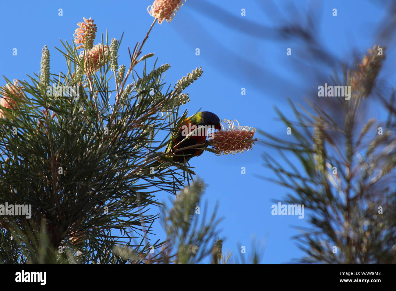Parakeet in tree hi-res stock photography and images - Alamy