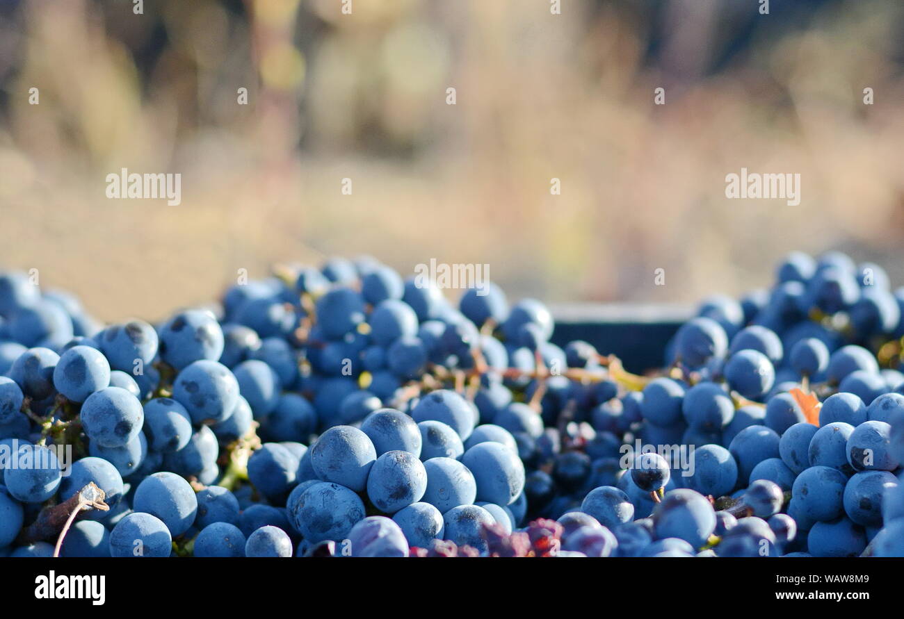 grape harvest on october Stock Photo - Alamy