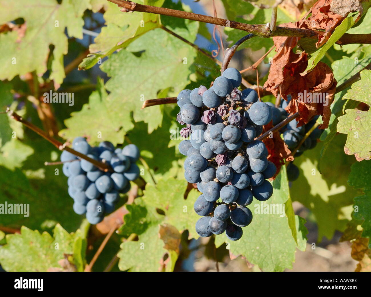 grape harvest on october Stock Photo - Alamy