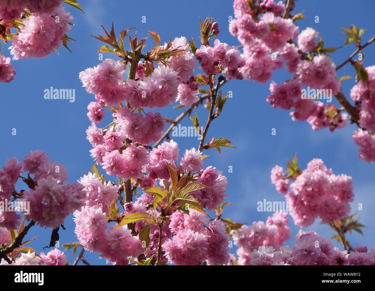 ornamental cherry tree blossom Stock Photo - Alamy
