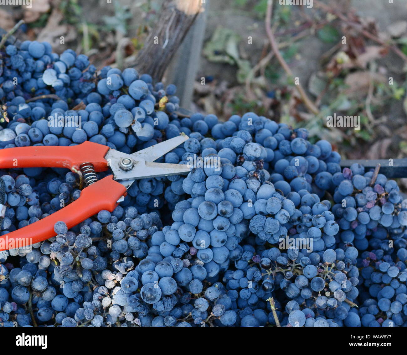 grape harvest on october Stock Photo - Alamy