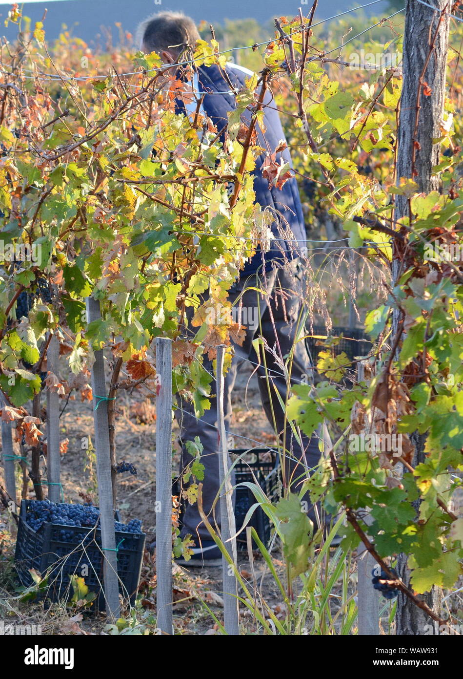 grape harvest on october Stock Photo - Alamy