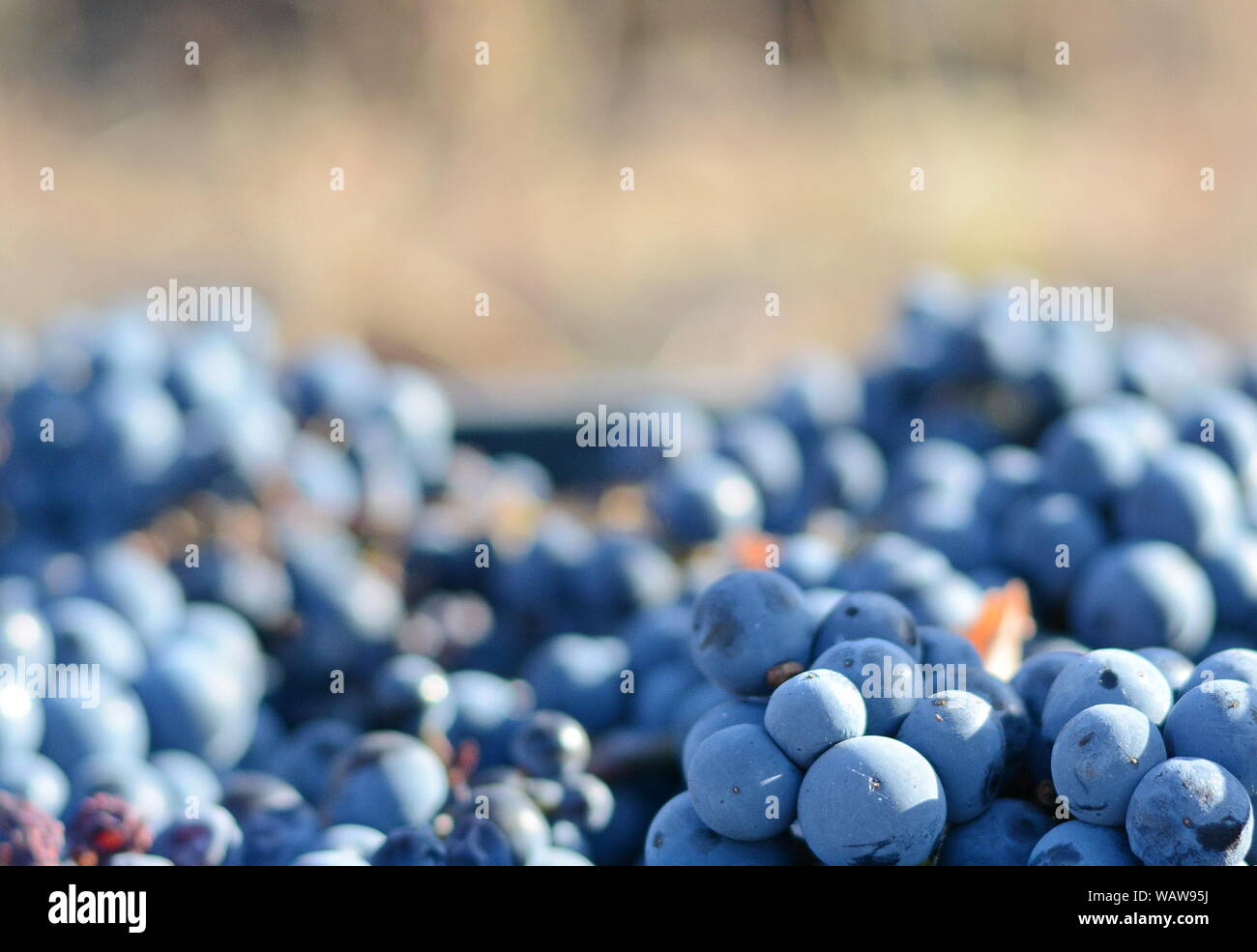 grape harvest on october Stock Photo - Alamy