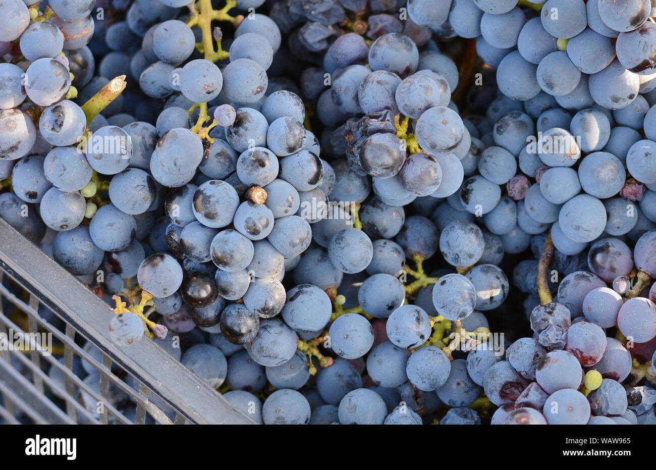 grape harvest on october Stock Photo - Alamy