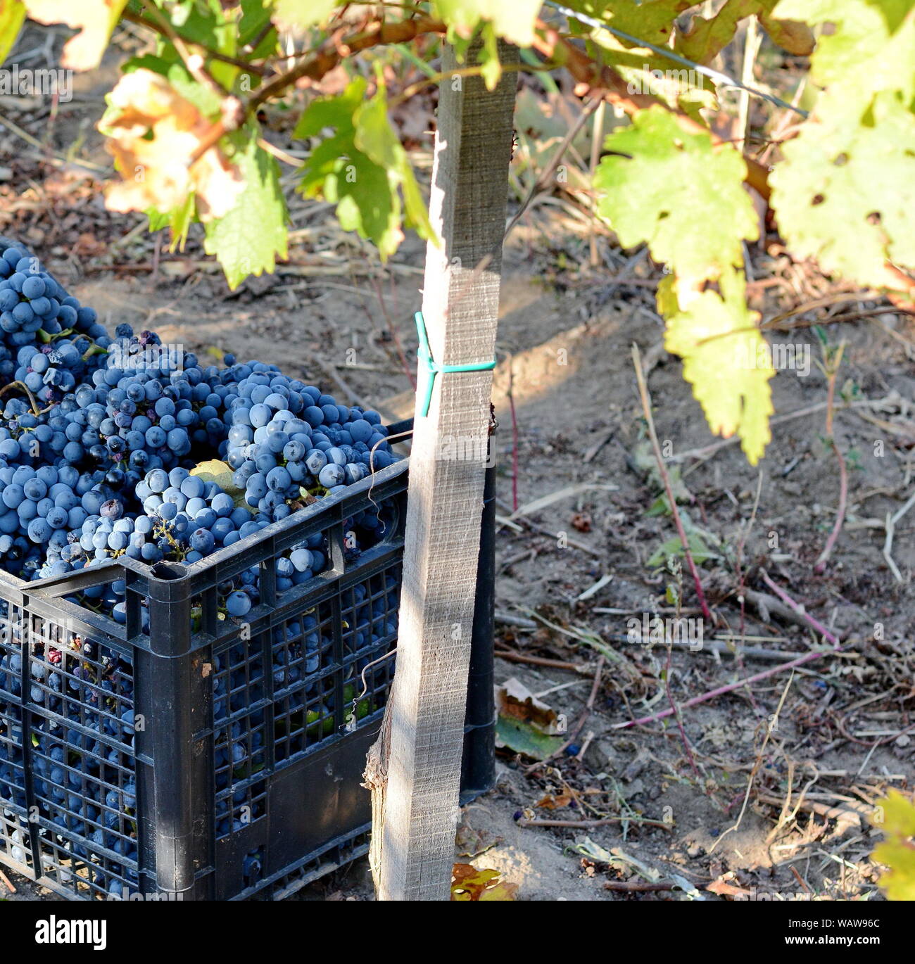 grape harvest on october Stock Photo - Alamy