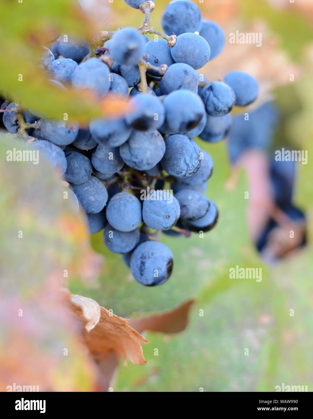 grape harvest on october Stock Photo - Alamy