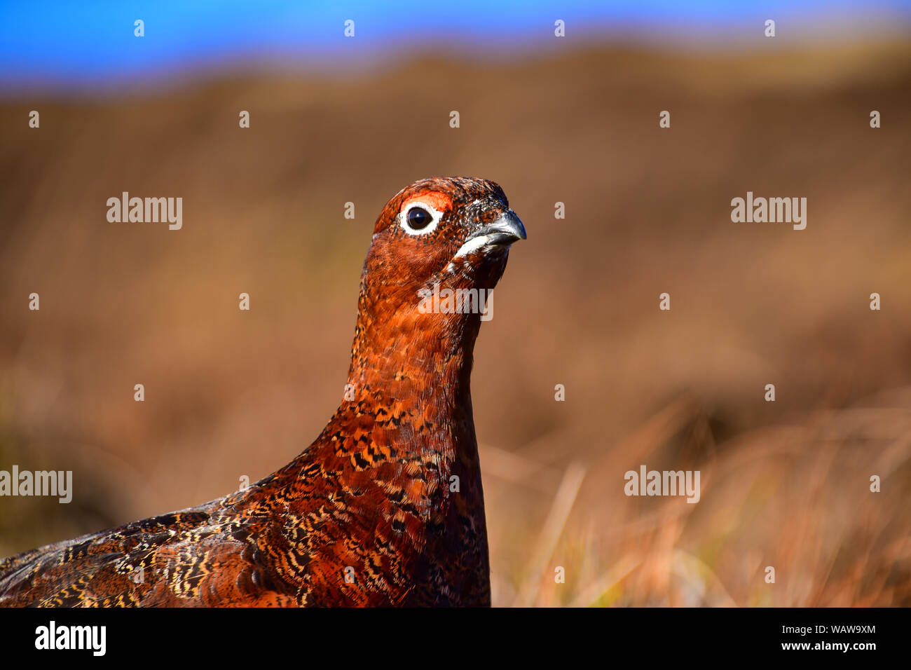 Red Grouse in heather Stock Photo - Alamy