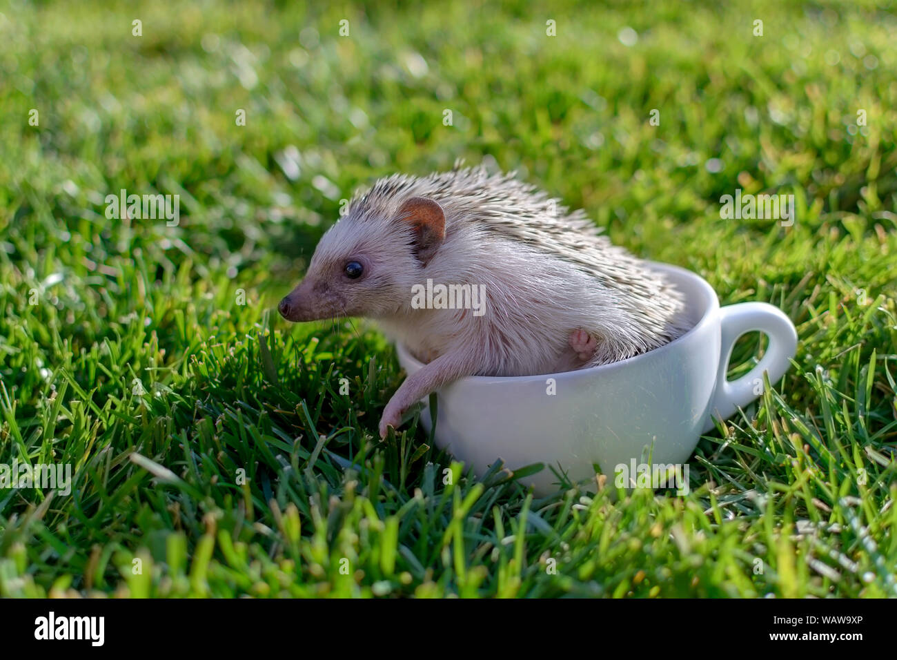 Spine cup hi-res stock photography and images - Alamy