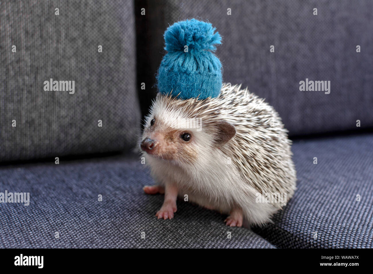 African Pygmy Small and adorable little Hedgehog with blue small hat ...