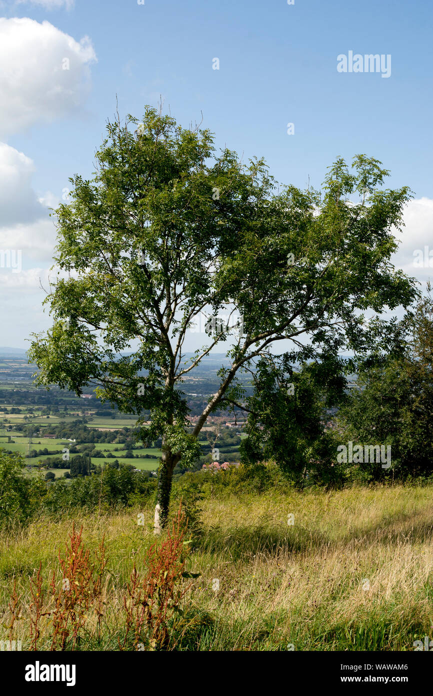 Young ash tree hi-res stock photography and images - Alamy