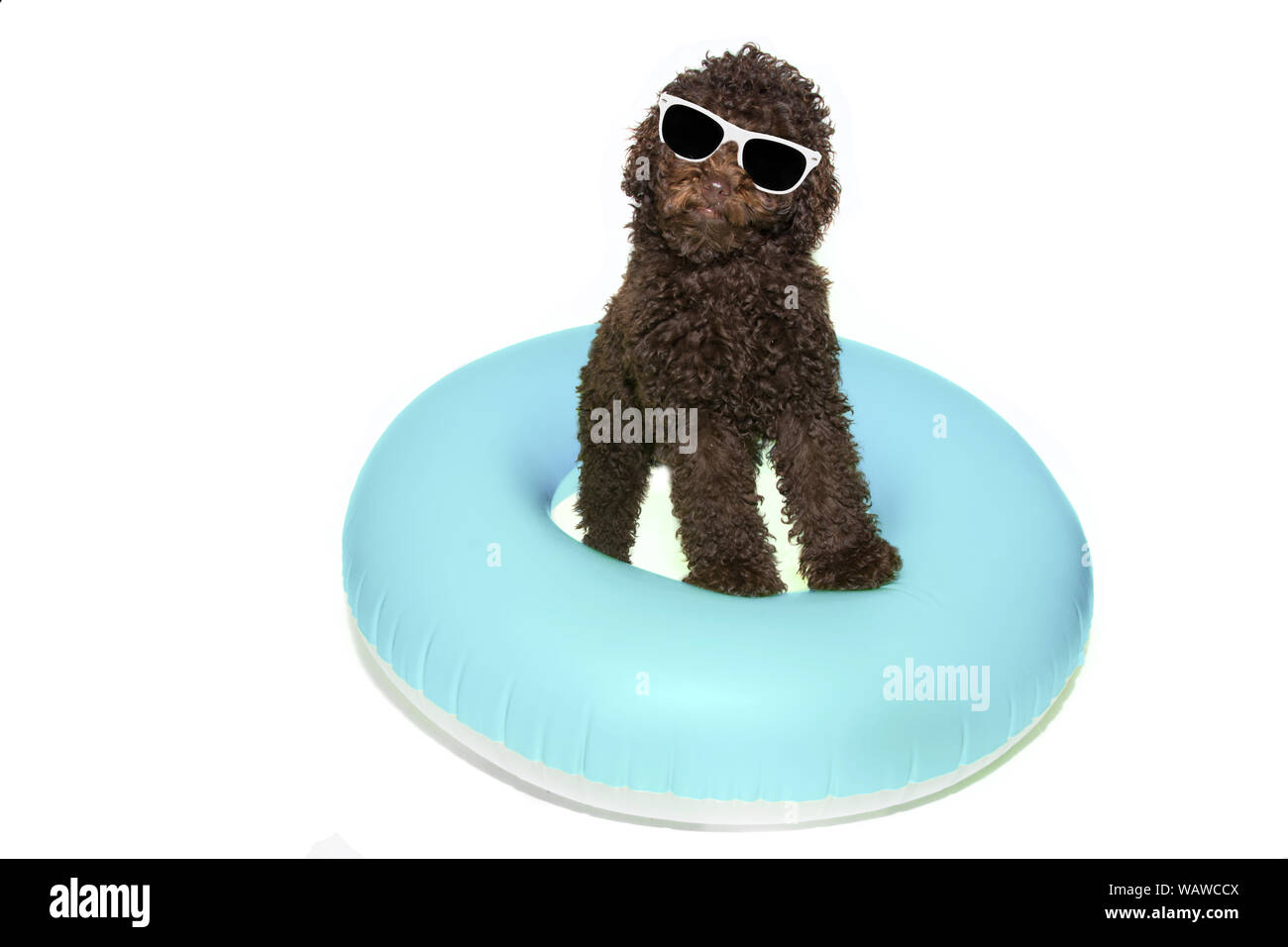 puppy summer vacations. Chocolate poodle dog inside a blue inflatable ...