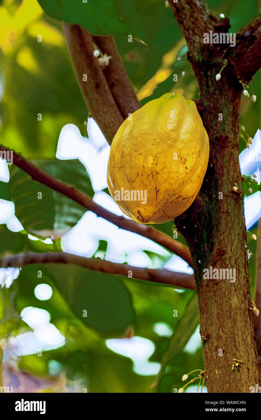 Cocoa in nature, the fruit of a cacao tree ripens on a tree with green ...