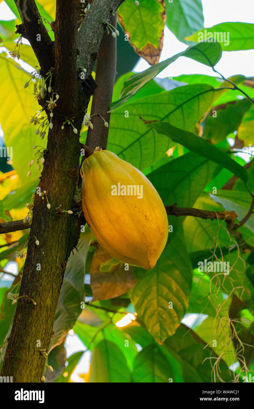 Cocoa On Tree Trunk High Resolution Stock Photography and Images - Alamy