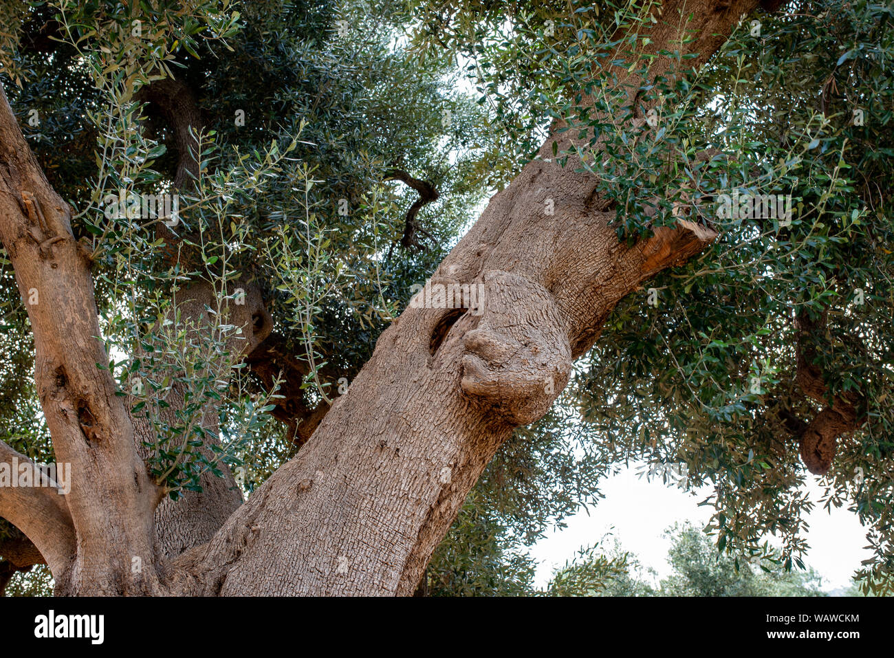large olive tree with knotty central stem and twisted branches Stock ...