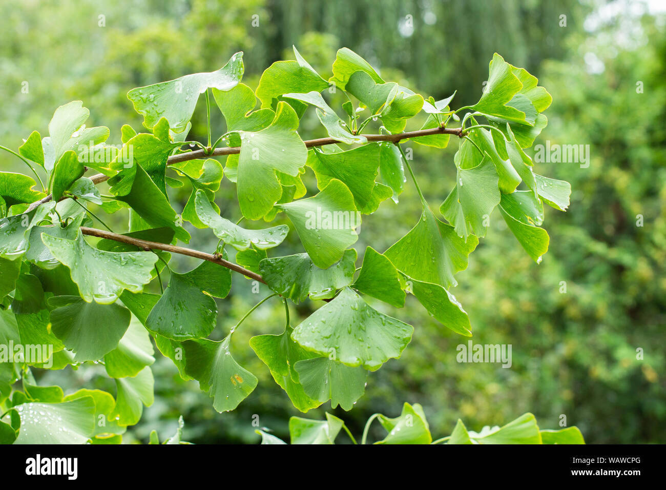 Ginkgo Biloba Tree High Resolution Stock Photography and Images - Alamy