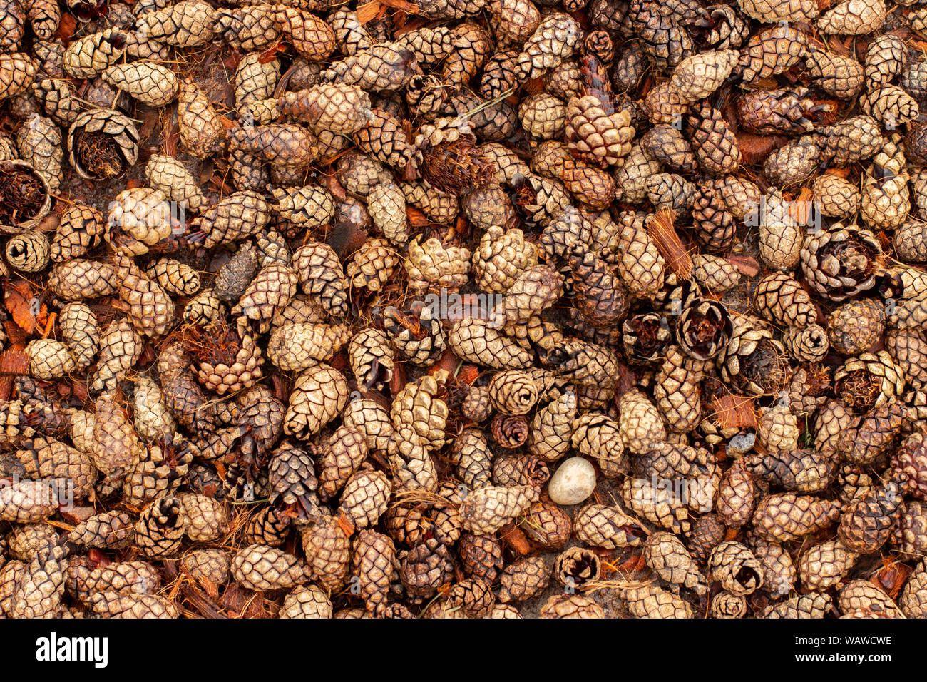 Pile of pine cones, background wallpaper texture. Brown small ripe dry ...