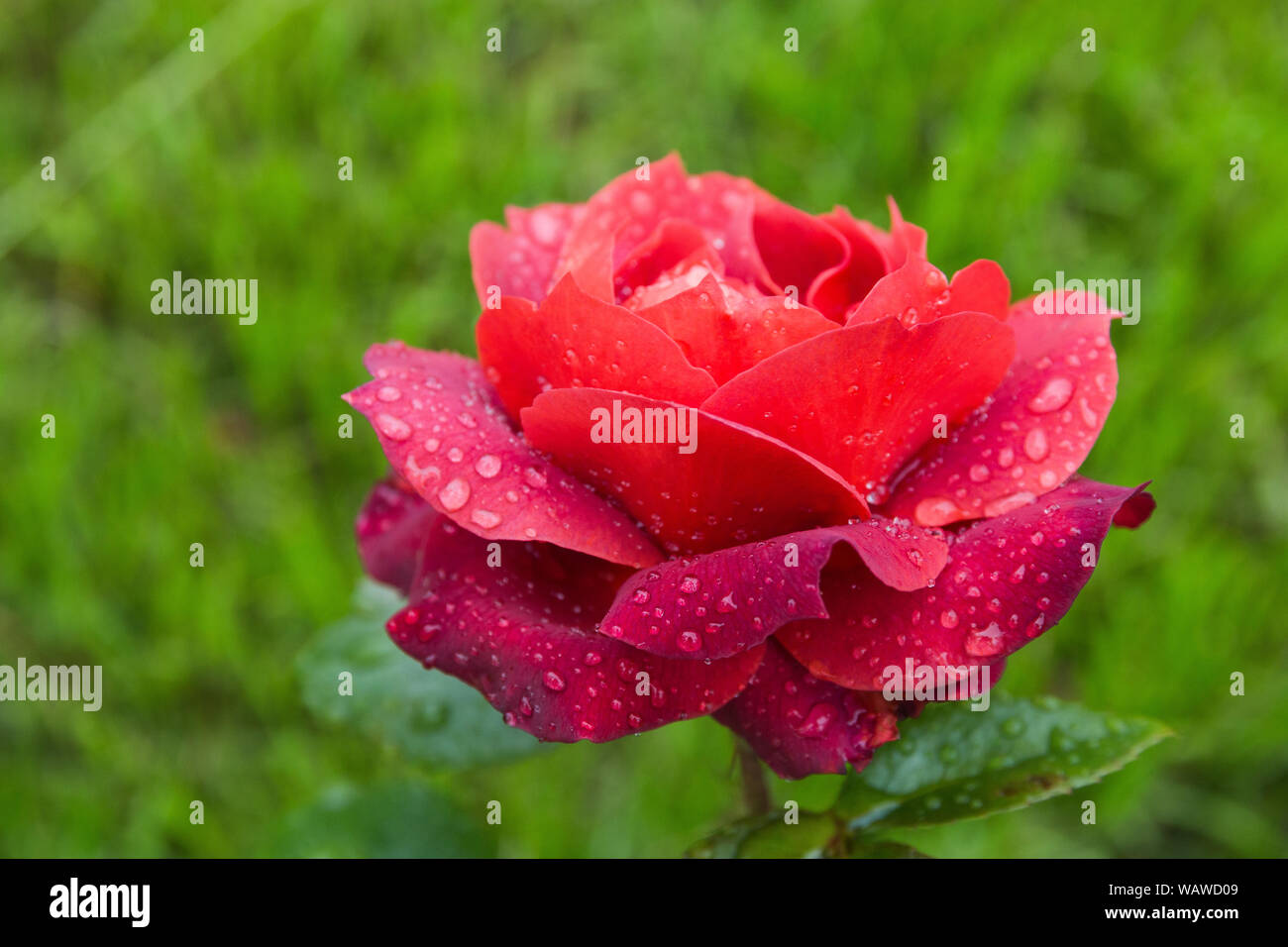 beautiful red rose in the garden with rain drops Stock Photo - Alamy