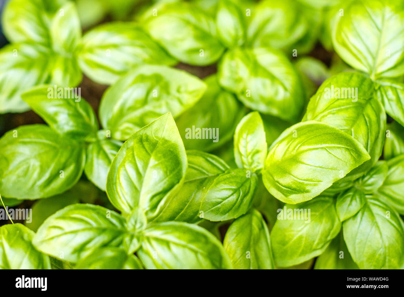 Green background - basil plants, top view. Selective focus. Gardening ...
