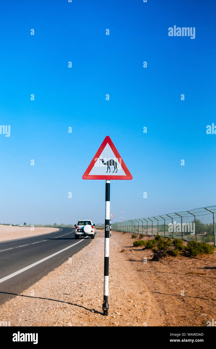 Camel crossing street sign in Abu Dhabi desert Stock Photo - Alamy