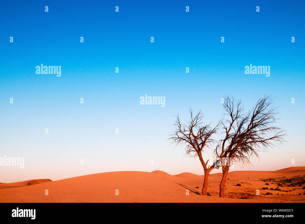 Dead tree in Al Wathba desert, Abu Dhabi Stock Photo - Alamy