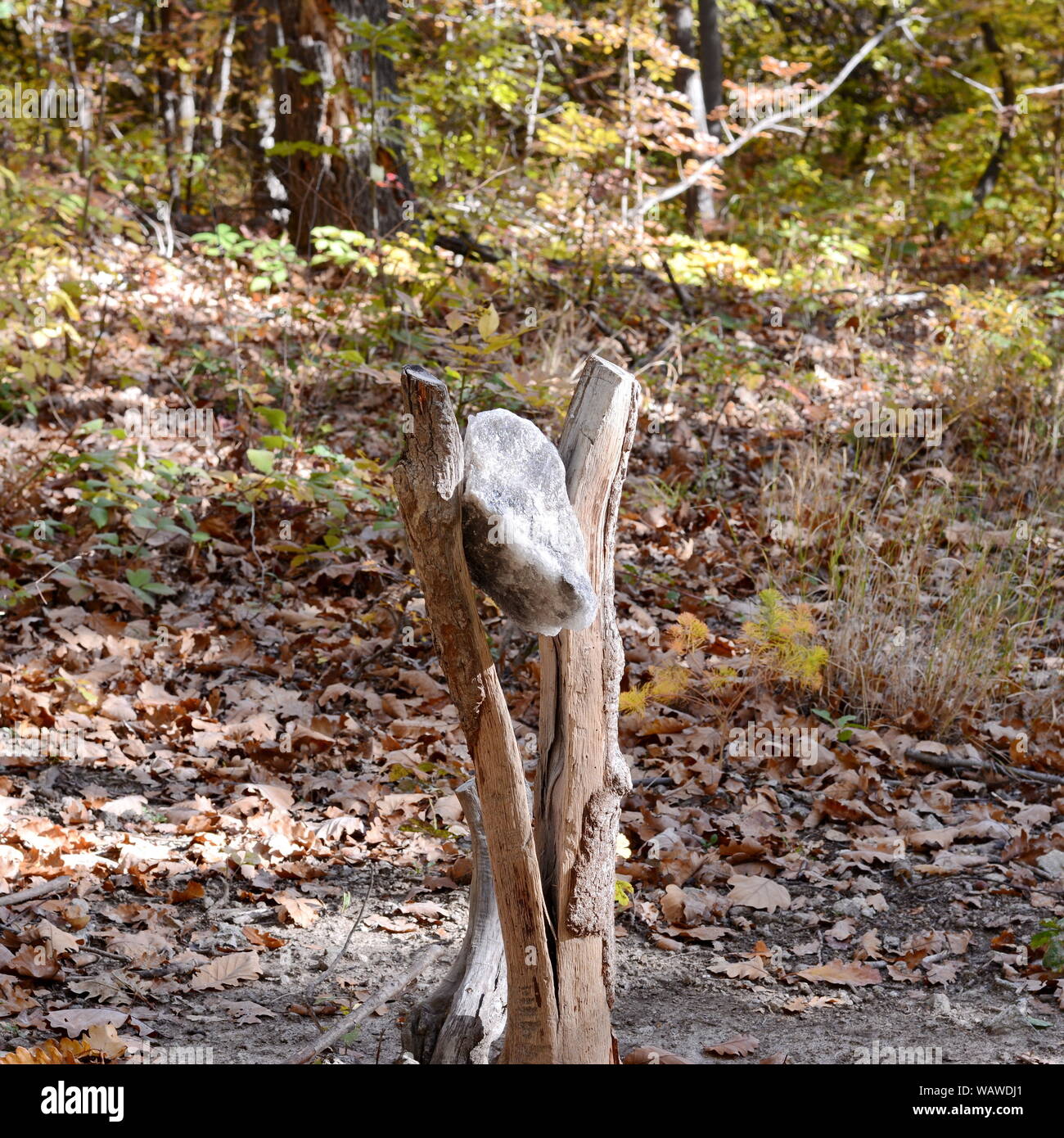 salt rock for wild animals. Hunting place Stock Photo - Alamy
