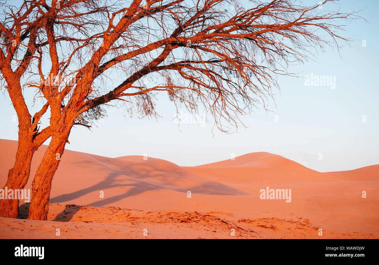 Beautiful vibrant orange color dead tree in Al Wathba desert with ...