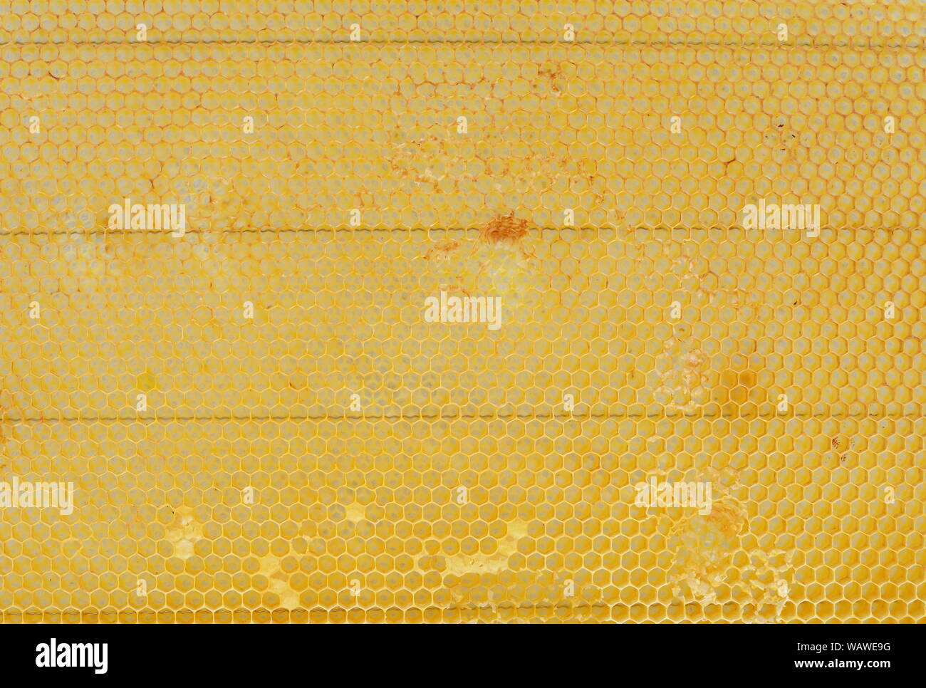 empty new honeycomb Stock Photo - Alamy