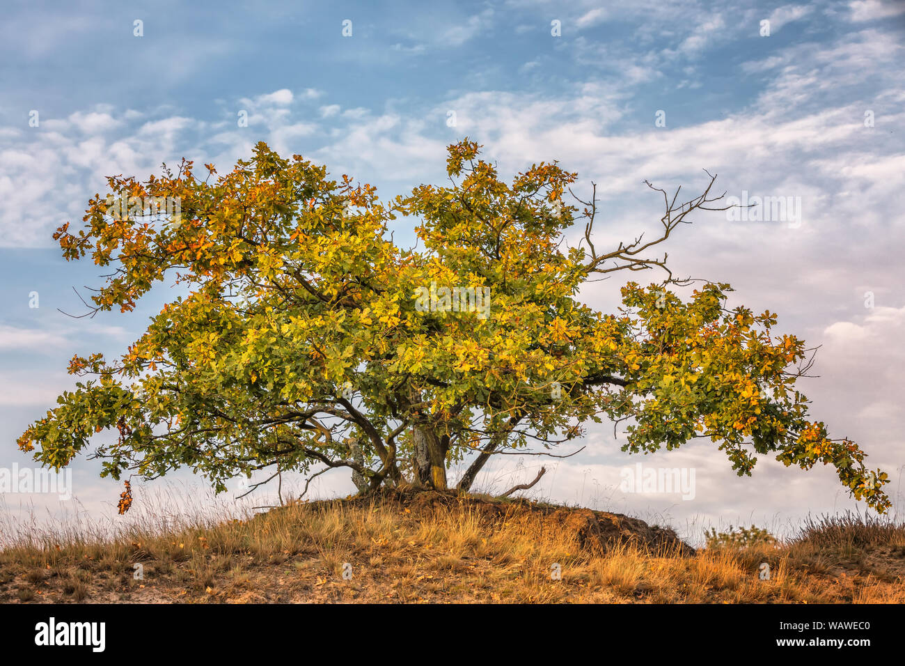 Mound of autumn leaves hi-res stock photography and images - Alamy