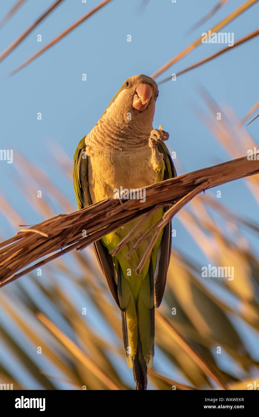 Parakeet, parrot, Monk parakeet ,Costa del Sol, Spain Stock Photo - Alamy