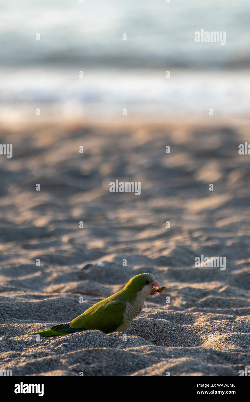 Parakeet, parrot, Monk parakeet ,Costa del Sol, Spain Stock Photo - Alamy