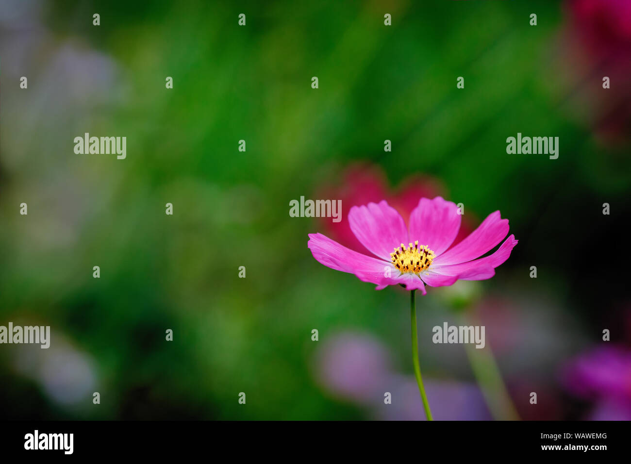 Fuchsia flower cosmos bipinnatus on summer green background, copy space ...