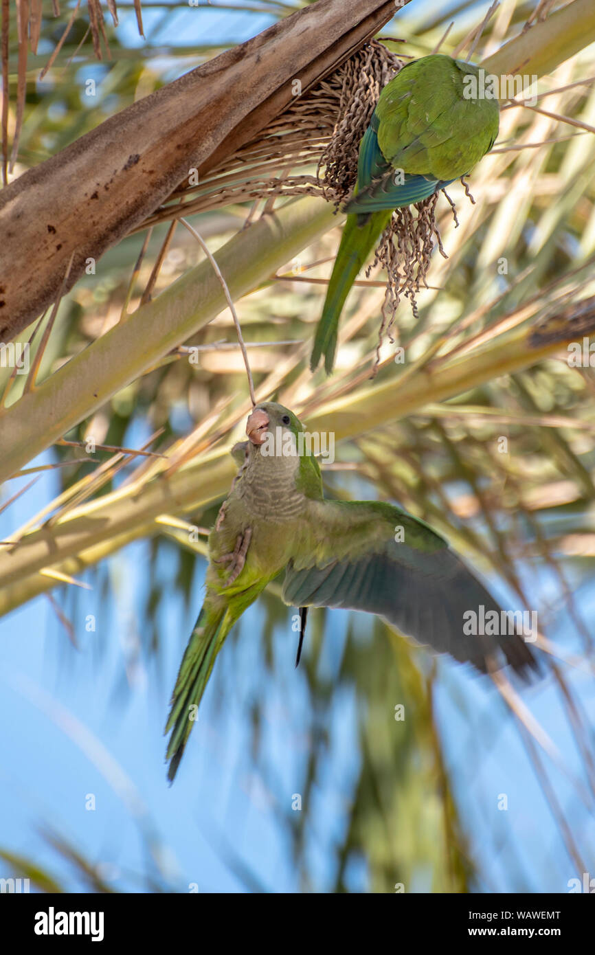parakeets, parrots in a pine tree, Torremolinos Spain, Costa Del Sol ...