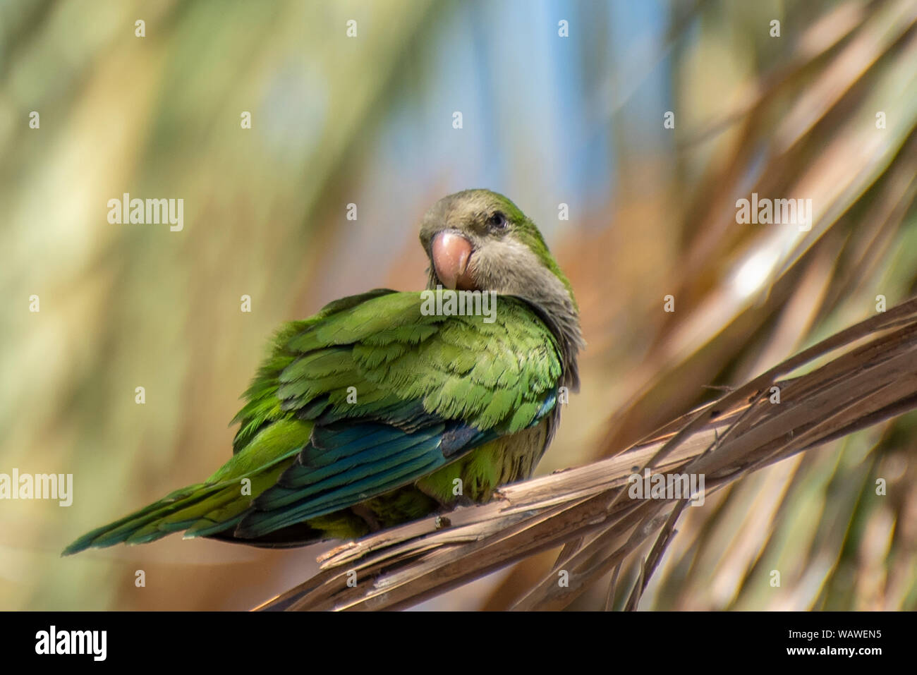 Parakeet, parrot, Monk parakeet ,Costa del Sol, Spain Stock Photo - Alamy