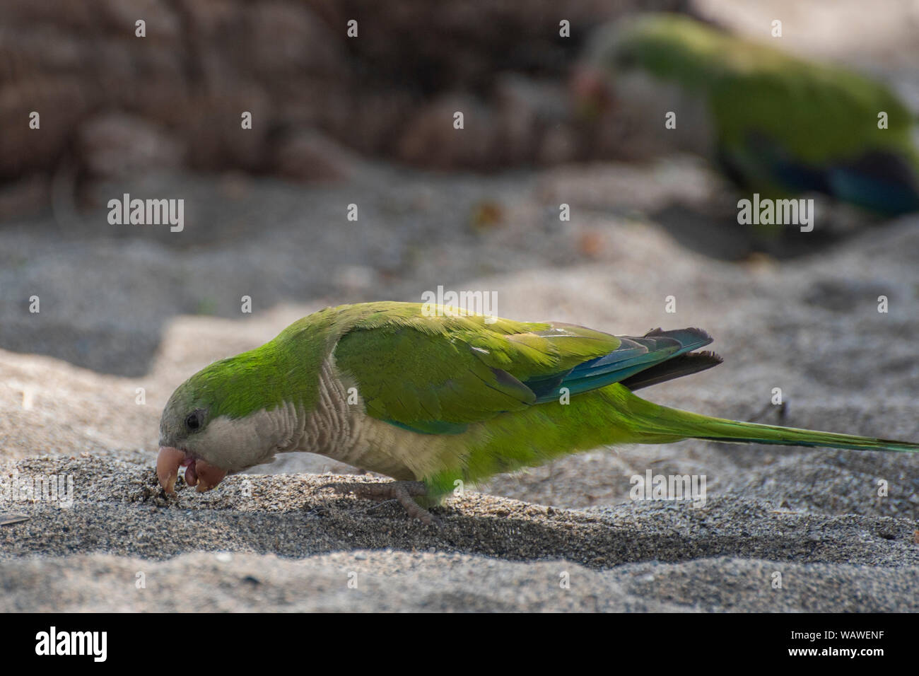 Parakeet, parrot, Monk parakeet ,Costa del Sol, Spain Stock Photo - Alamy