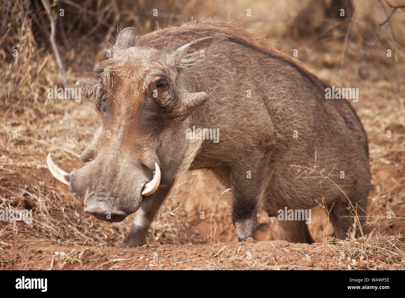 Walking warthog hi-res stock photography and images - Alamy