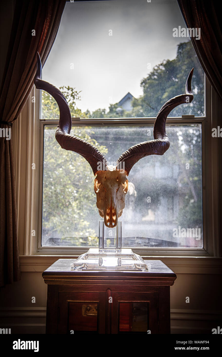 A kudu skull backlit so the sun apears to give life by coming through ...