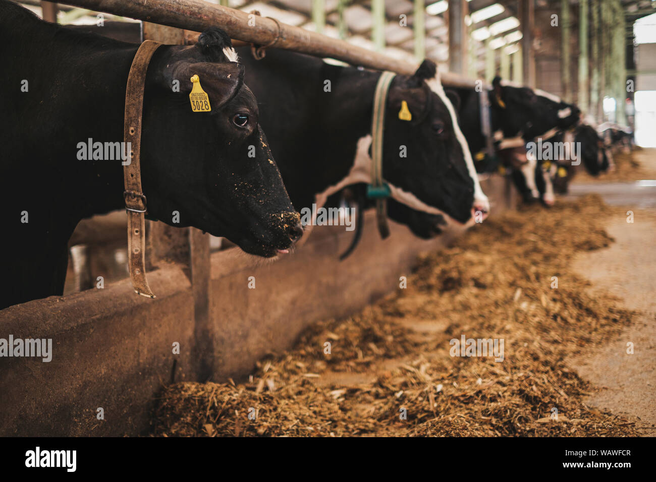 Dairy cows eating forage hi-res stock photography and images - Alamy