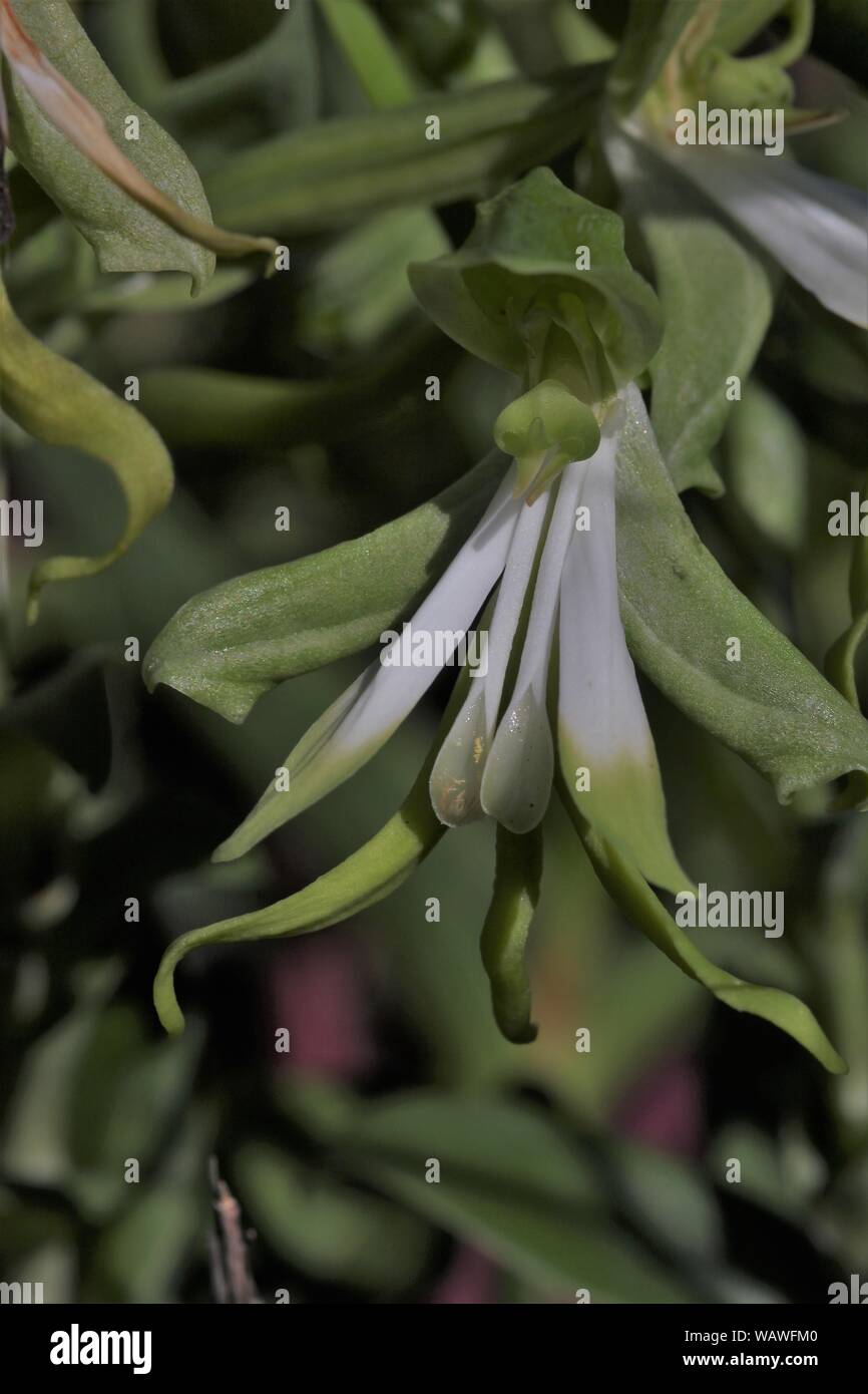 Green Wood Orchid (Bonatea speciosa), flowering in the bushveld near ...