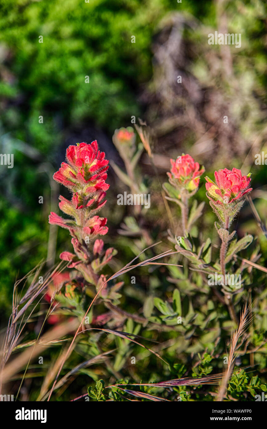 Red indian paint hi-res stock photography and images - Alamy