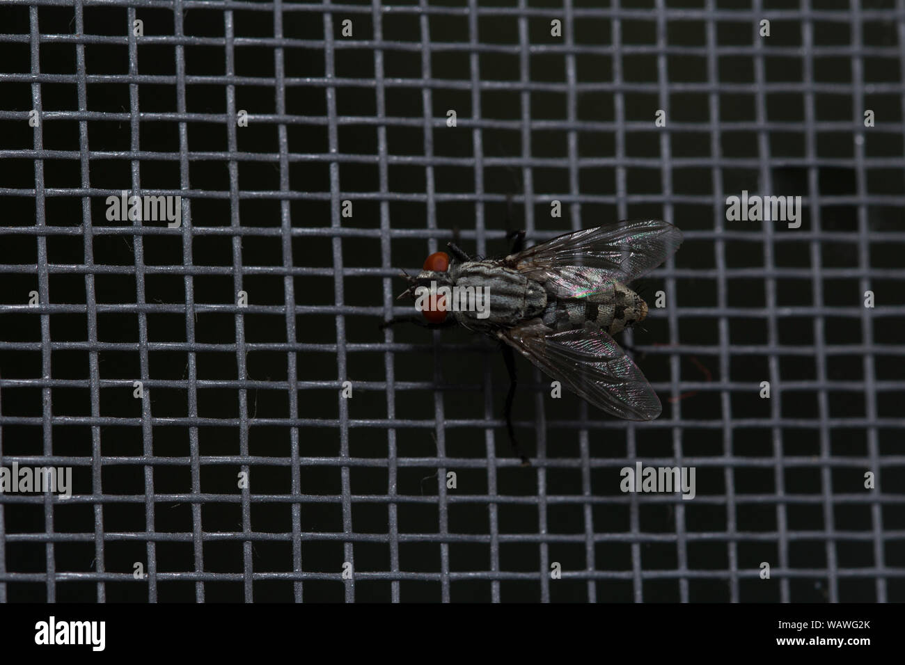 Fly close up, insect macro. Insect Screen Background. The flies are ...