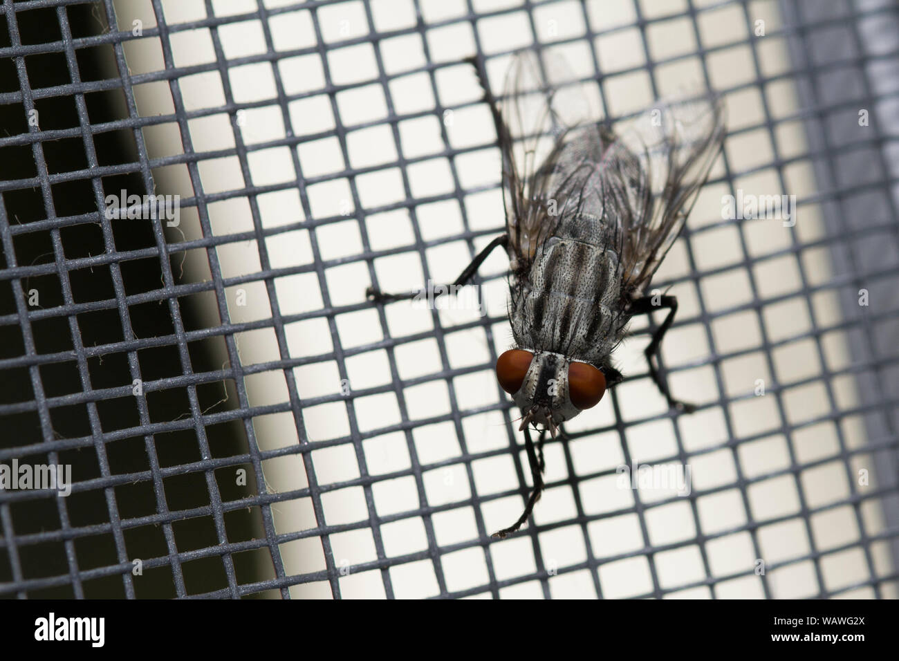 Insect screen hi-res stock photography and images - Alamy