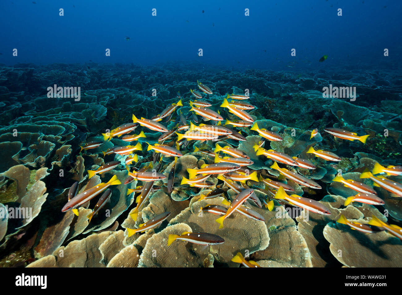 Foliose coral hi-res stock photography and images - Alamy