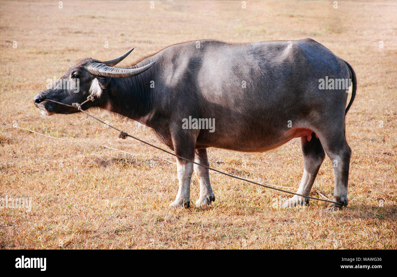 Domestic water buffalo hi-res stock photography and images - Alamy
