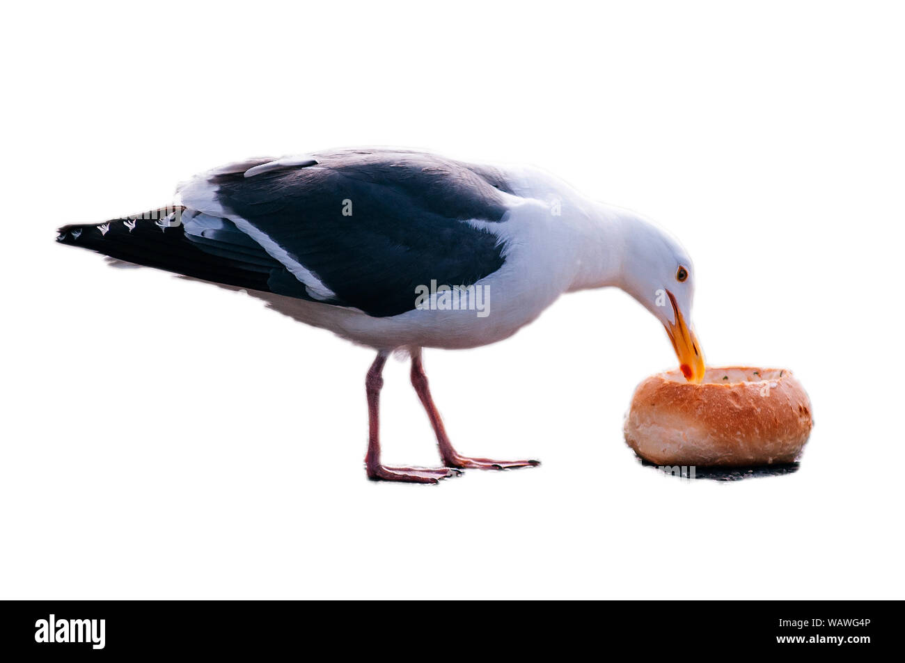 Beautiful seagull white and gray feather common sea bird eating bread isolated on white ...