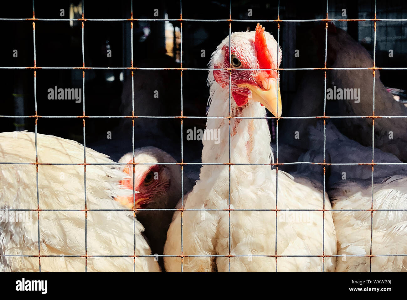 White dirty feather red cockscomb farm chickens behind metal cage under ...